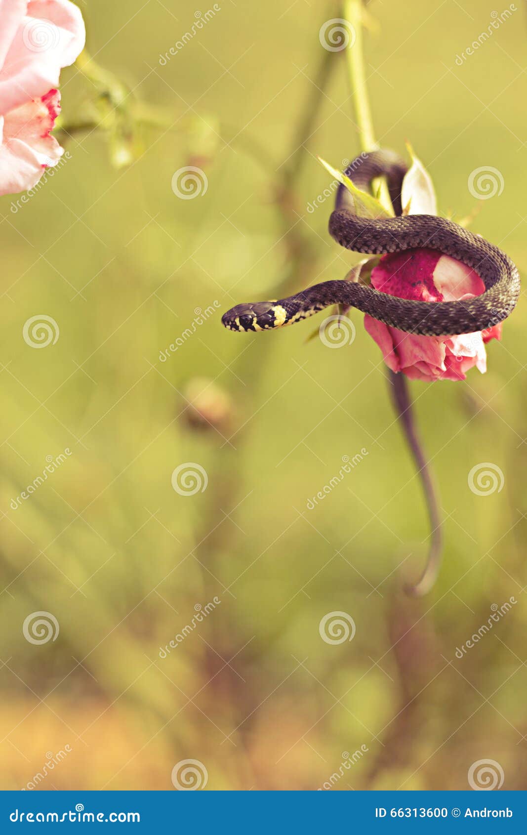 Snake on a flower stock photo. Image of light, stem, sticking - 66313600