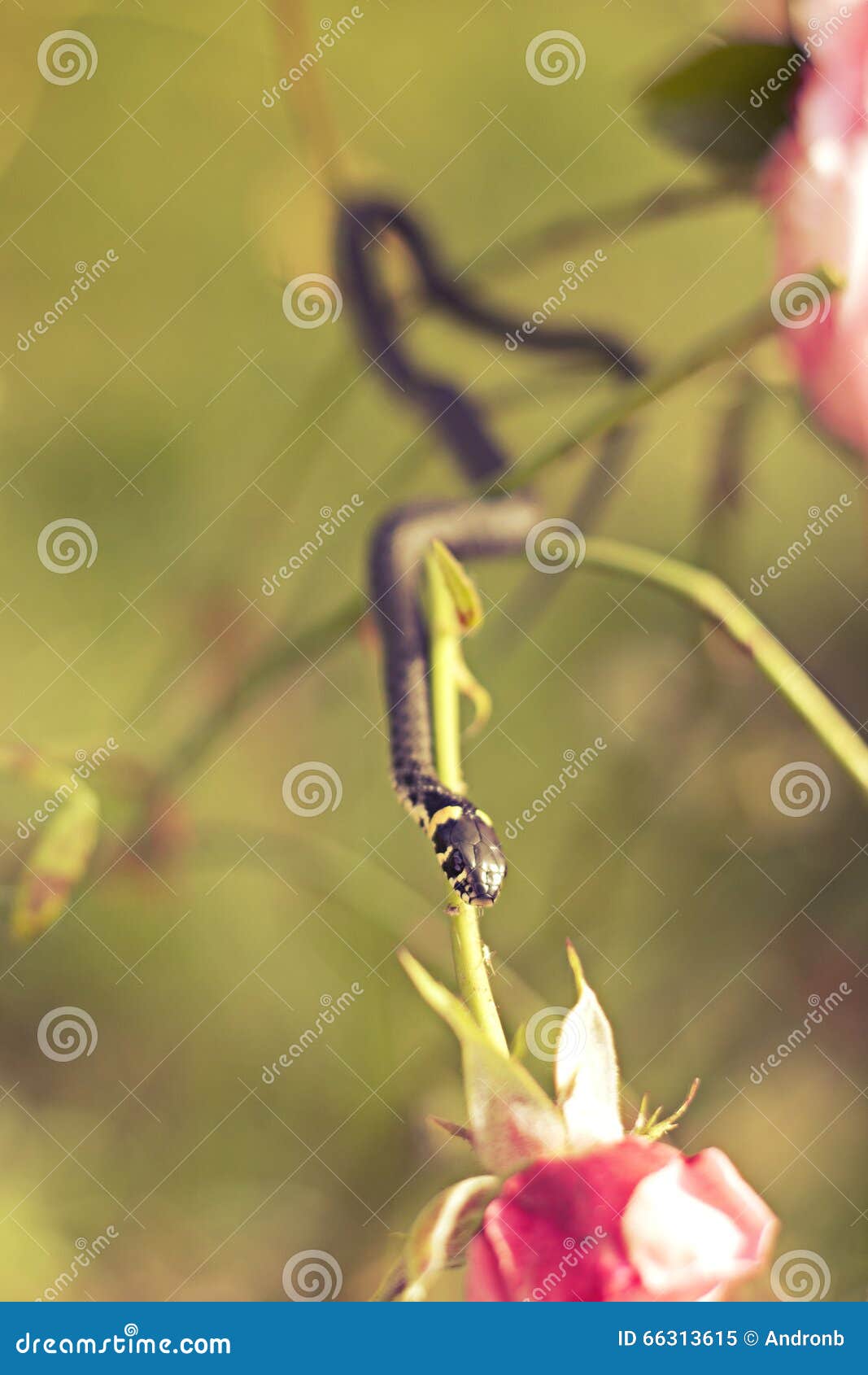 Snake on a flower stock image. Image of petal, stinger - 66313615