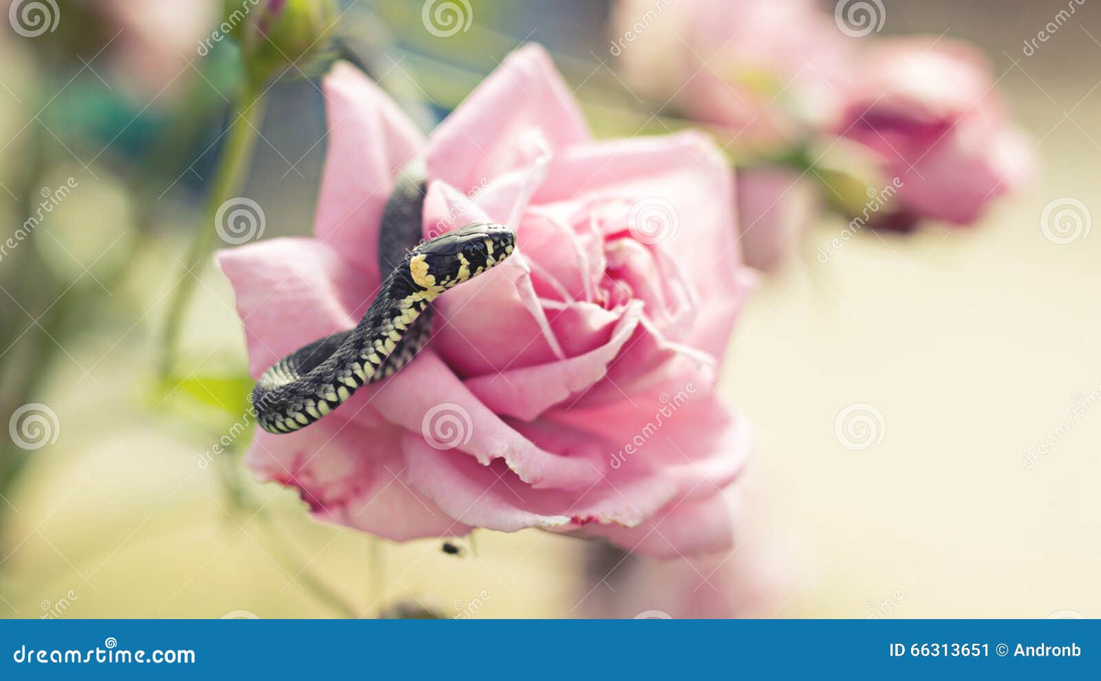 Snake on a flower stock image. Image of stinger, sting - 66313651