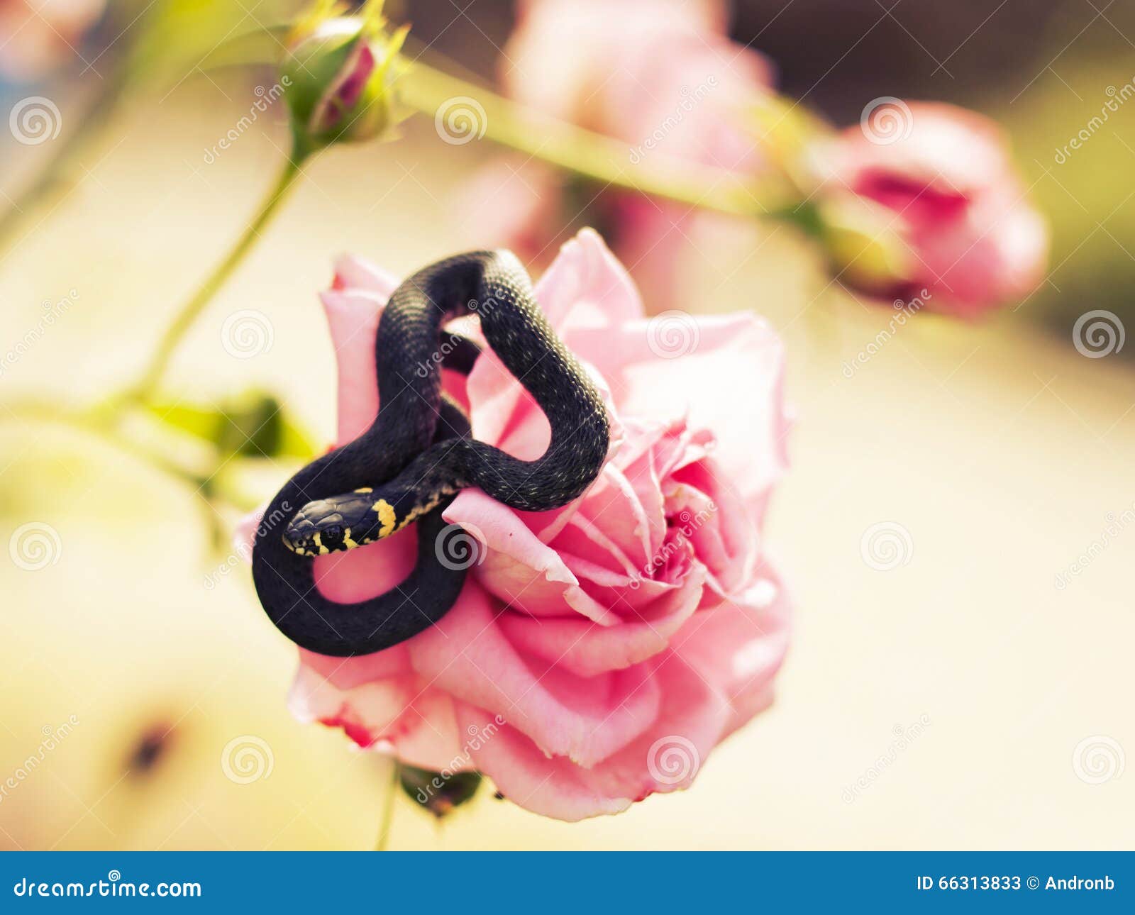 Snake on a flower stock image. Image of scaly, flare - 66313833