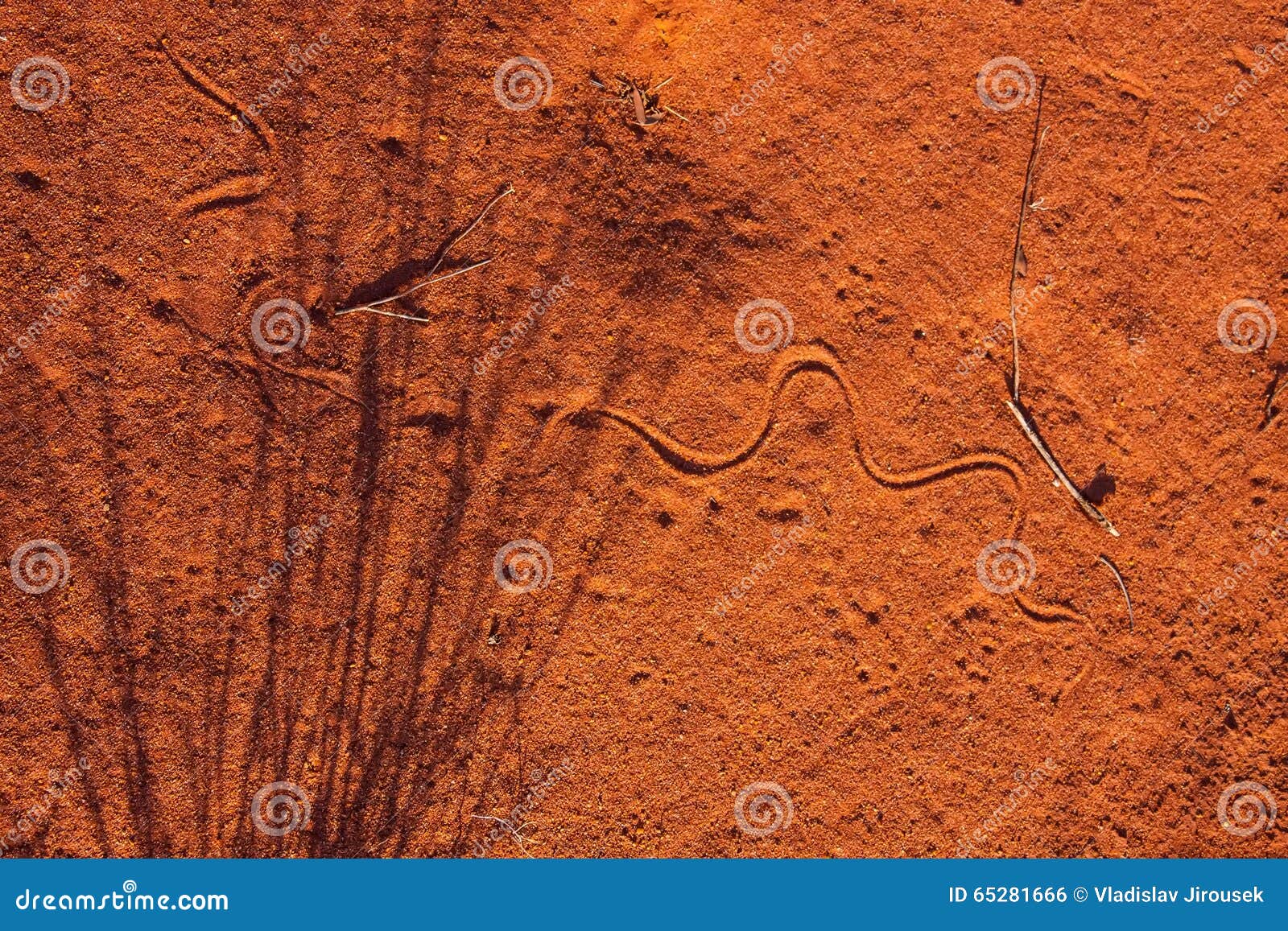 Snake Footprints in the Sand of Western Australia Stock Photo - Image ...