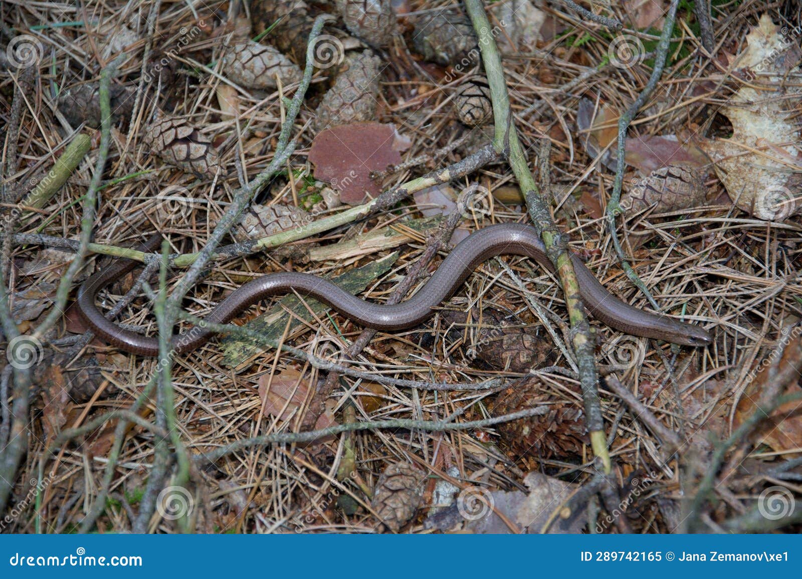 Snake in the forest stock image. Image of šišky, reptile - 289742165