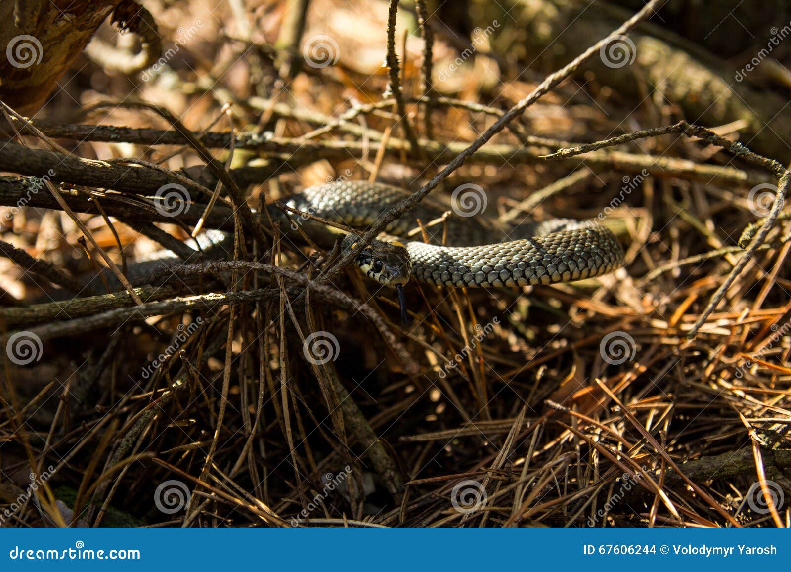 Snake in the forest stock photo. Image of closeup, snake - 67606244