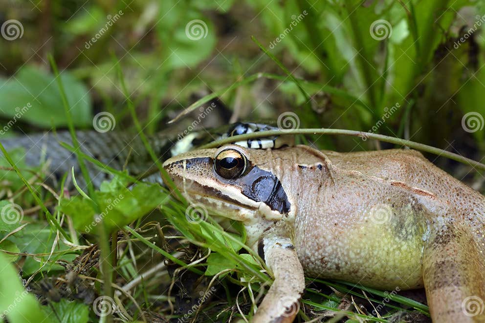 Snake and frog stock photo. Image of close, frog, wilderness - 99458742