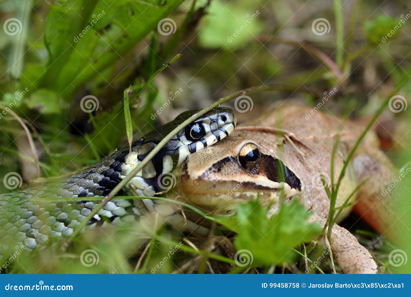 Snake and frog stock photo. Image of frog, snake, portrait - 99458758