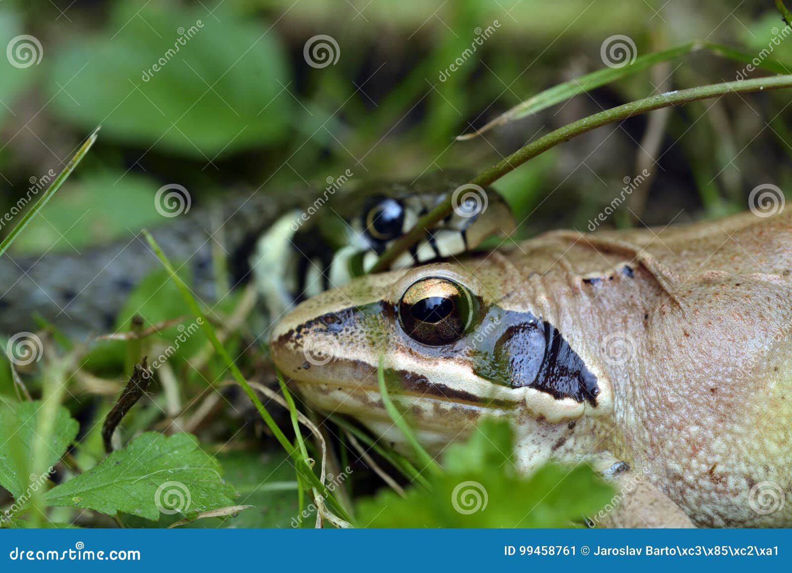 Snake and frog stock image. Image of detail, reptile - 99458761