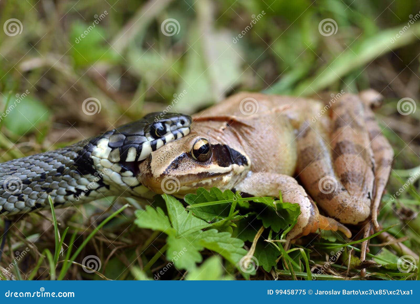 Snake and frog stock image. Image of wilderness, portrait - 99458775