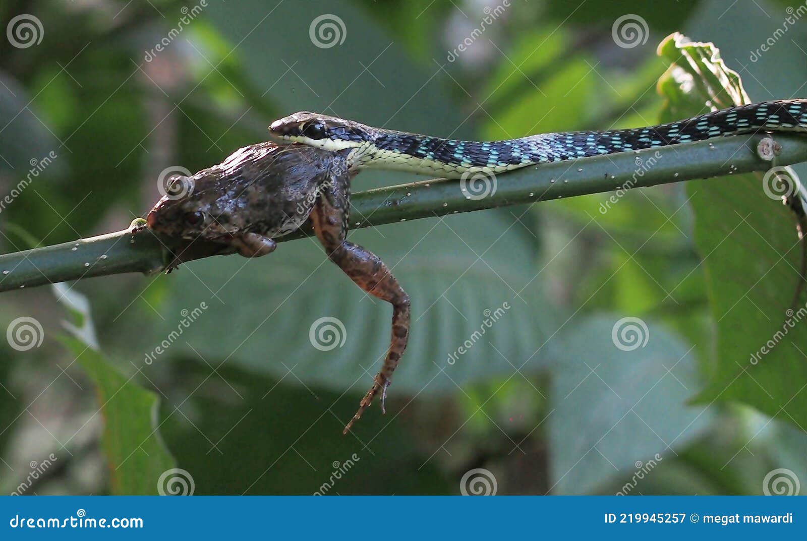Snake and frog stock image. Image of frog, nature, animal - 219945257