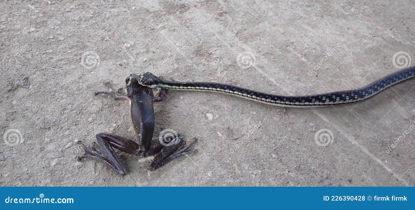 Snake and frog stock photo. Image of lizard, toad, snake - 226390428