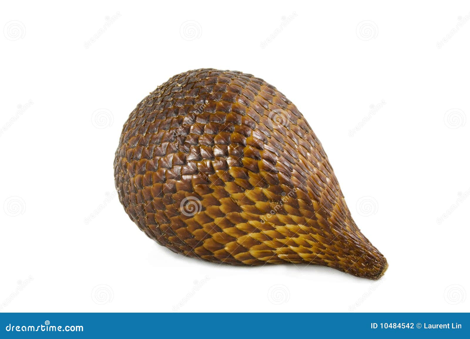 Snake Fruit stock photo. Image of thailand, food, fresh - 10484542