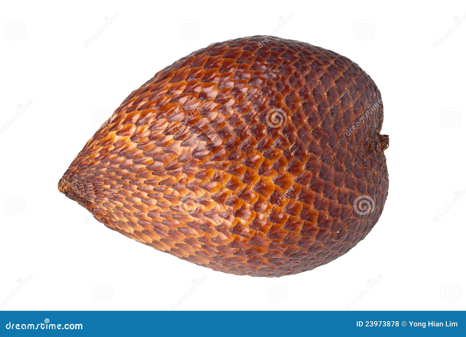 930 Whole Snake Photos - Free & Royalty-Free Stock Photos from Dreamstime