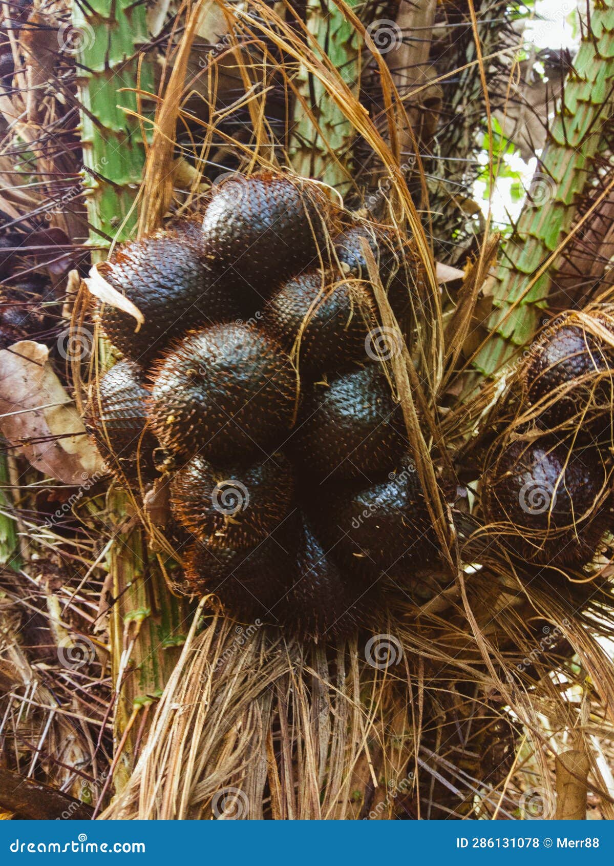 Snake fruit original stock photo. Image of tropis, original - 286131078