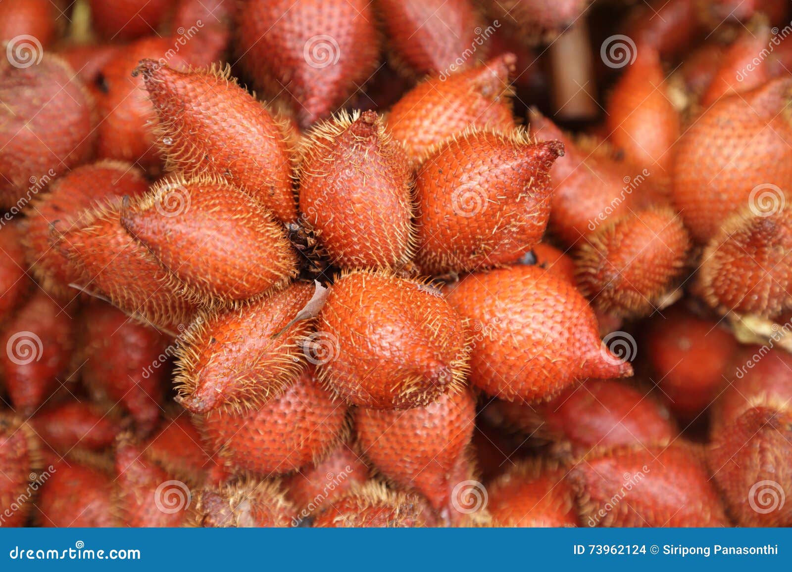 Snake fruit stock photo. Image of brown, east, sweet - 73962124