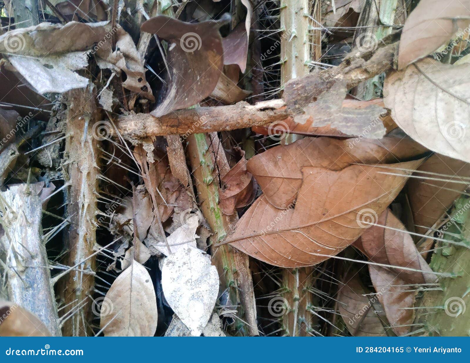 Snake Fruit Tree Trunk that Has Sharp Thorns Stock Image - Image of ...