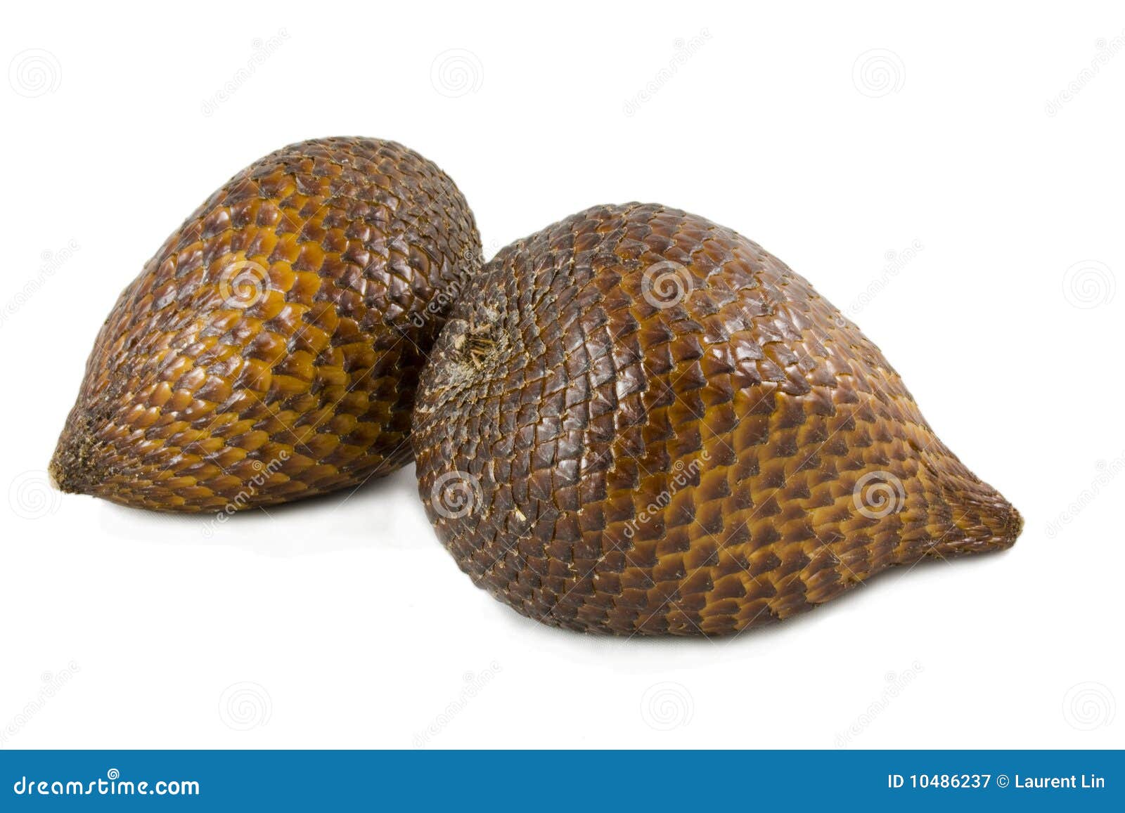 Snake Fruits stock image. Image of brown, tasty, diet - 10486237