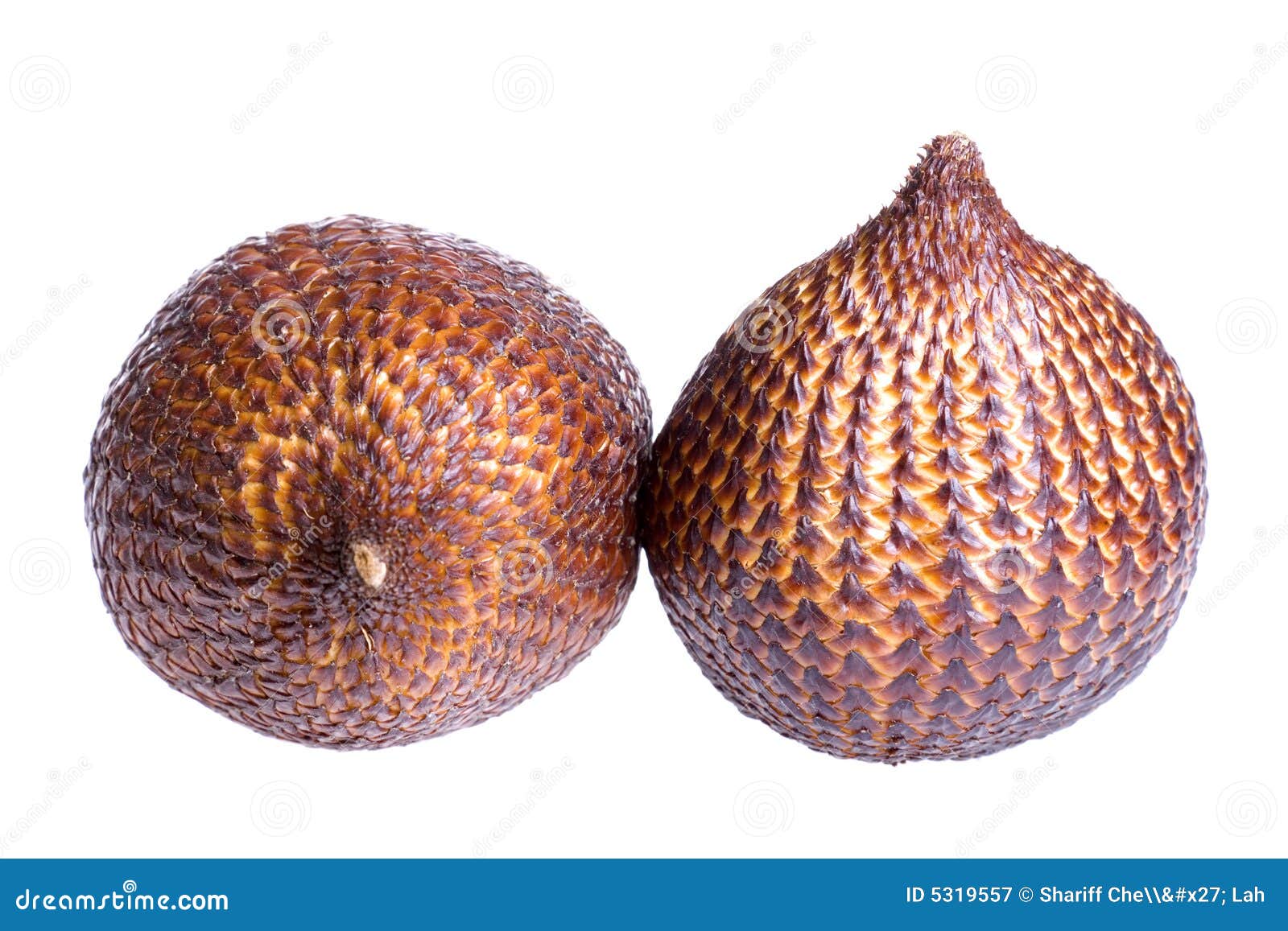 Snake Fruits stock image. Image of plant, food, fruit - 5319557