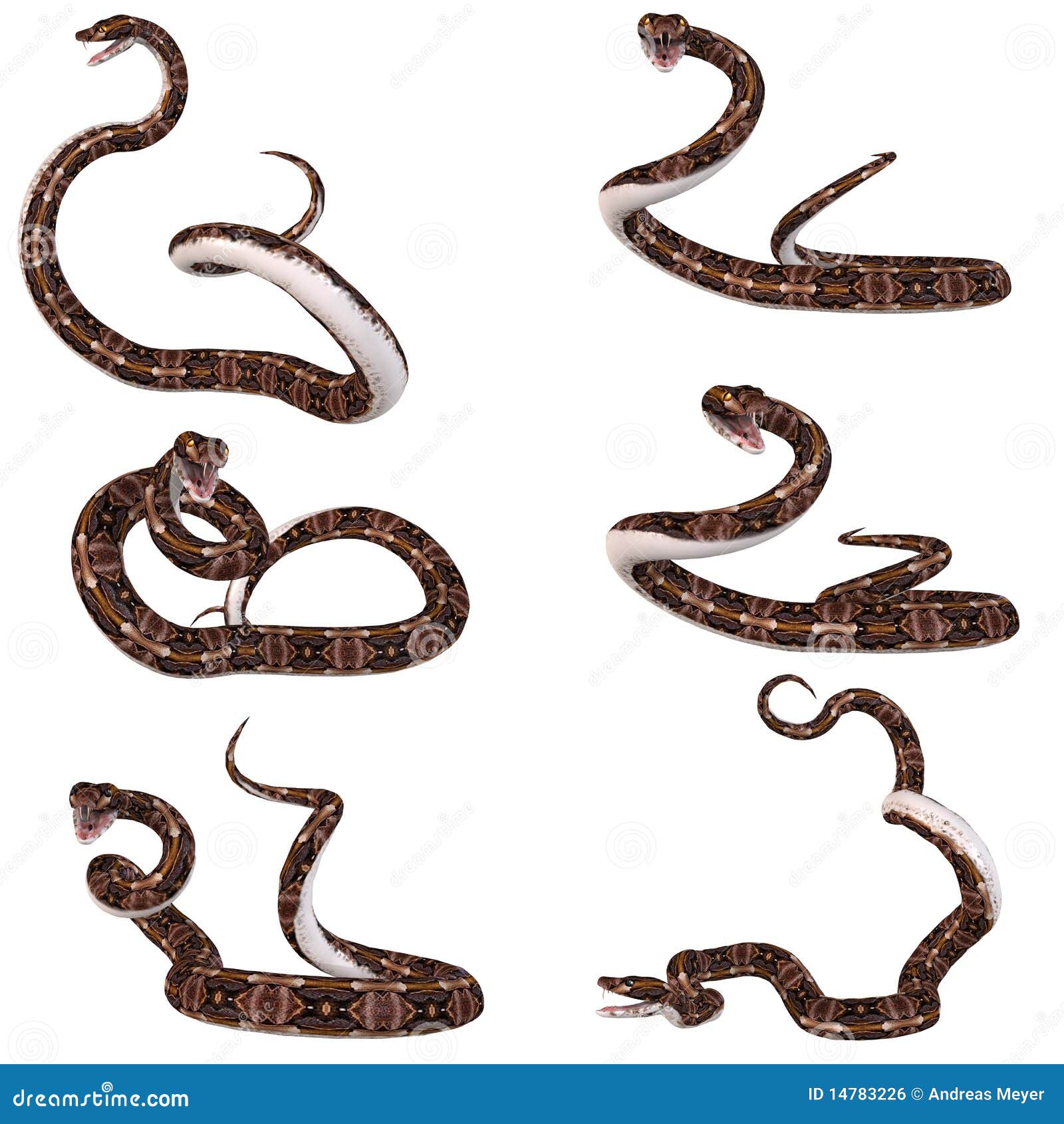 Snake-Gaboon Viper stock illustration. Illustration of long - 14783226