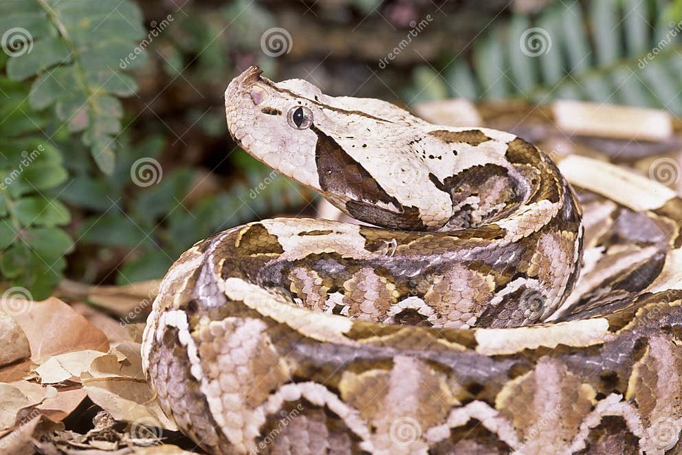 Snake-Gaboon viper stock photo. Image of animal, gaboon - 5534174