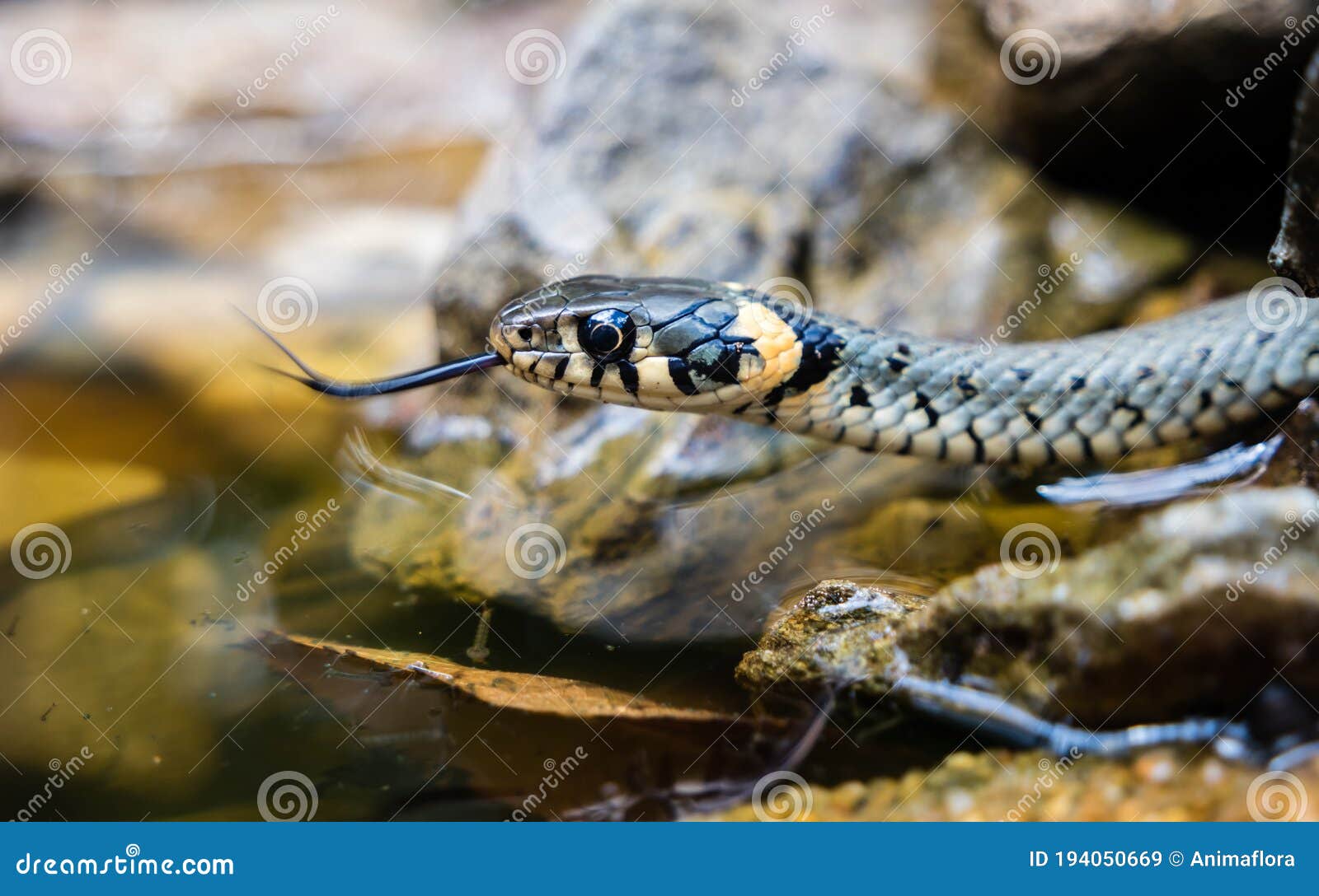 Snake at the garden pond stock image. Image of colorful - 194050669