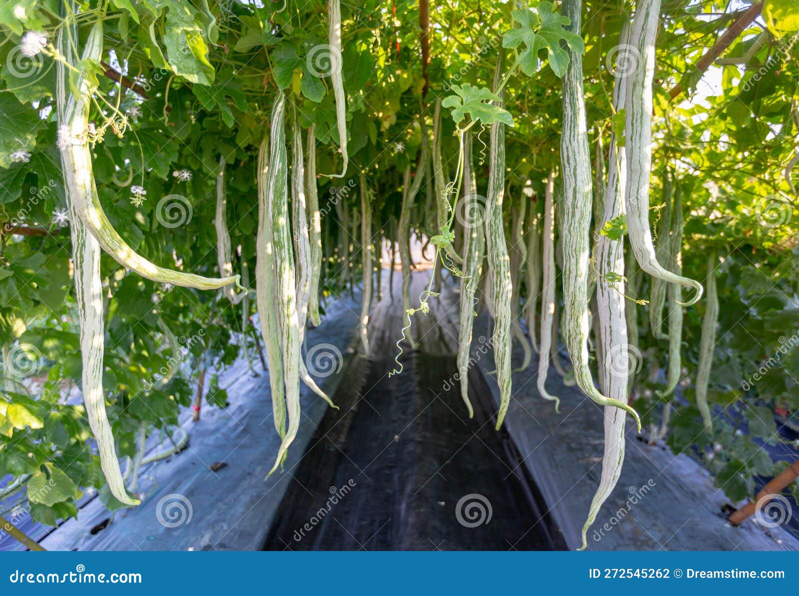 Snake gaurd crop stock photo. Image of hanging, delicious - 272545262