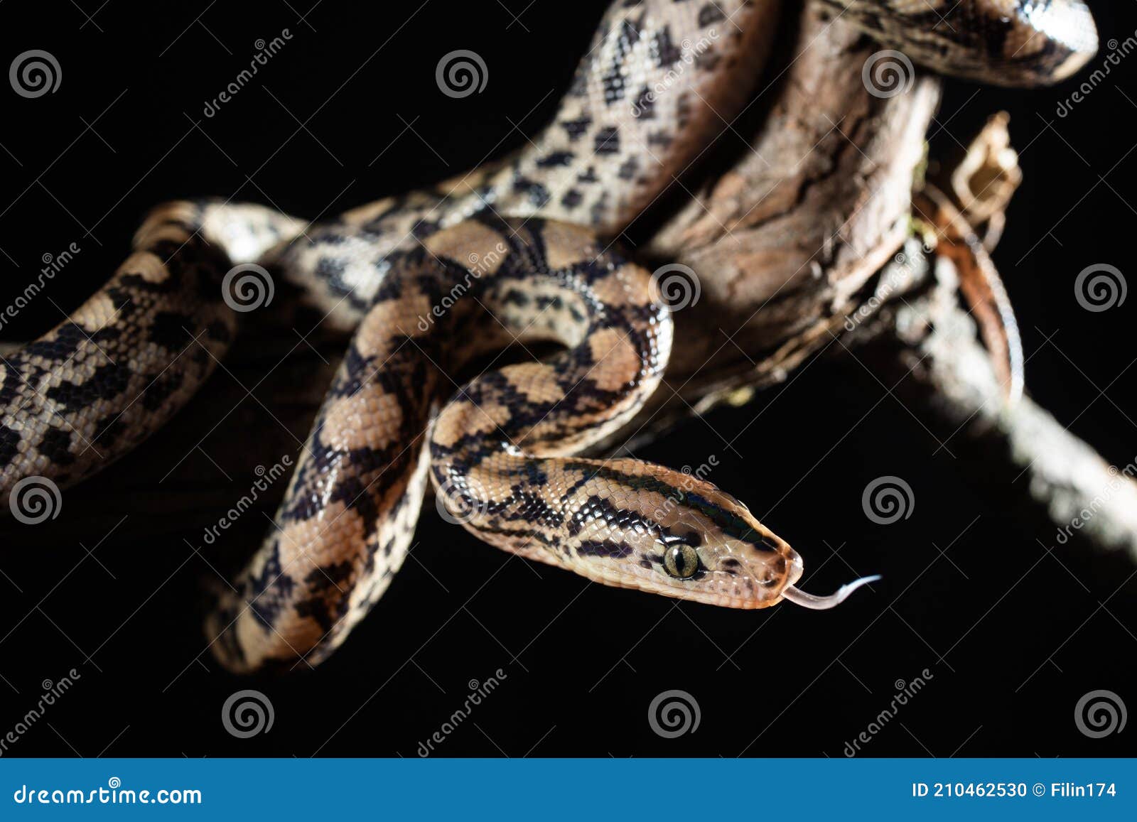 Snake Getting Ready To Strike Stock Photo - Image of animal, wildlife ...