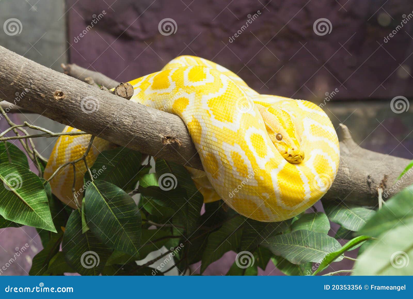 Snake,Golden Thai Python stock photo. Image of molurus - 20353356