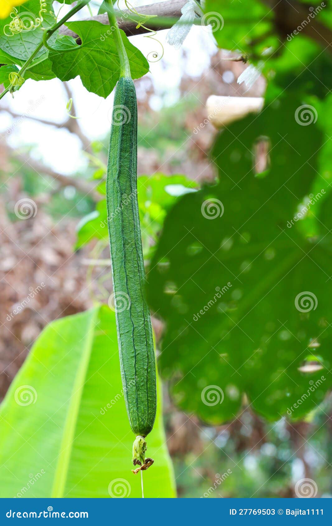 Snake Gourd, Sri Lankan Vegetable, Name In Sinhala Pathola, Scientific ...