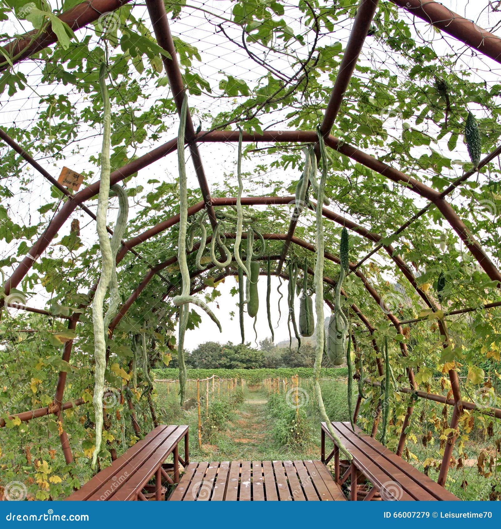 Snake Gourd or Padwal on Tree Stock Image - Image of padwal, garden ...