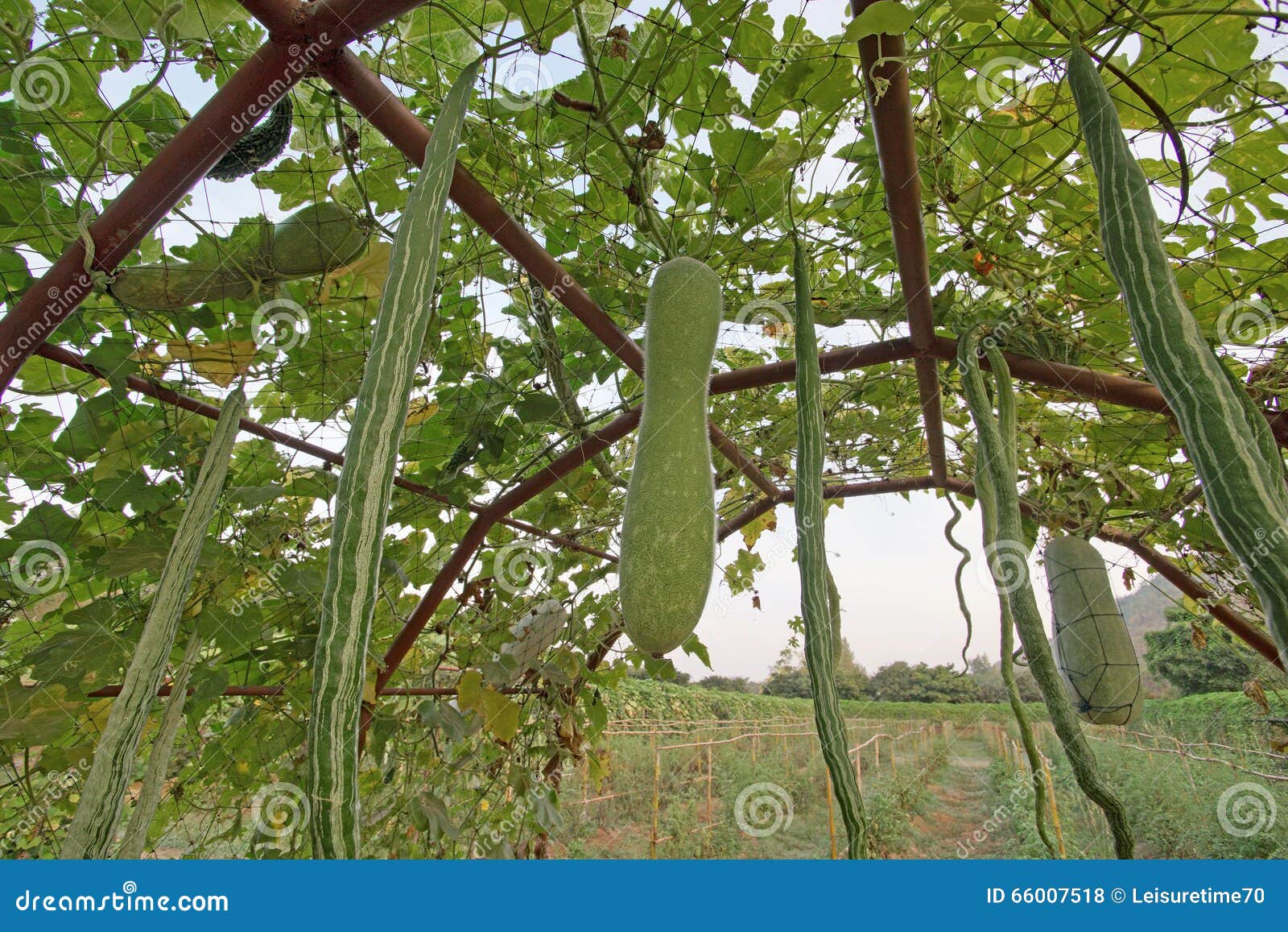 Snake Gourd or Padwal and Winter Melon on Tree Stock Photo - Image of ...