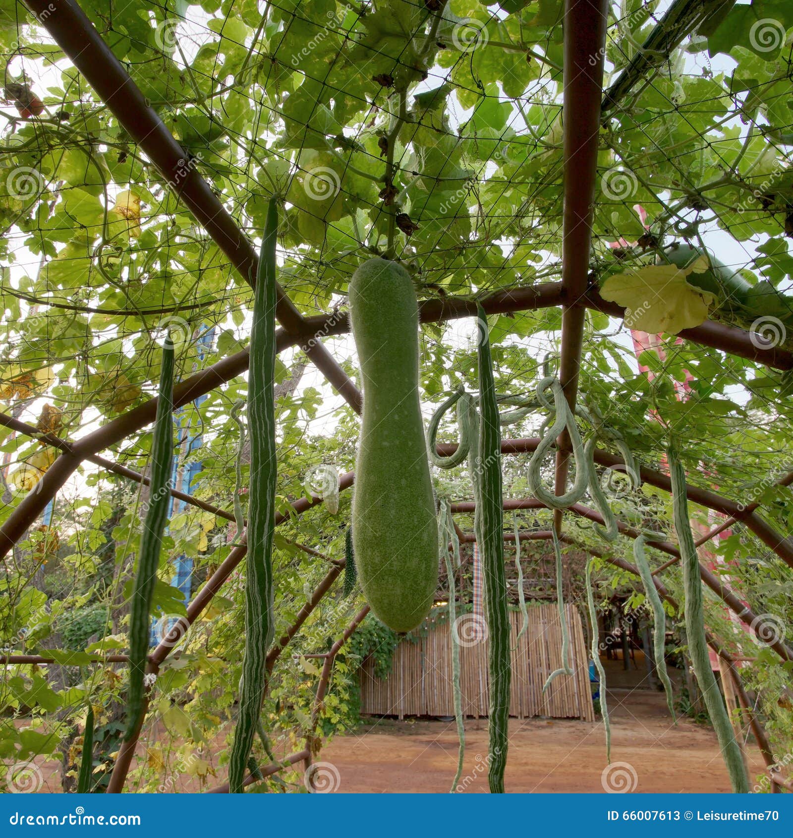 Snake Gourd or Padwal and Winter Melon on Tree Stock Image - Image of ...