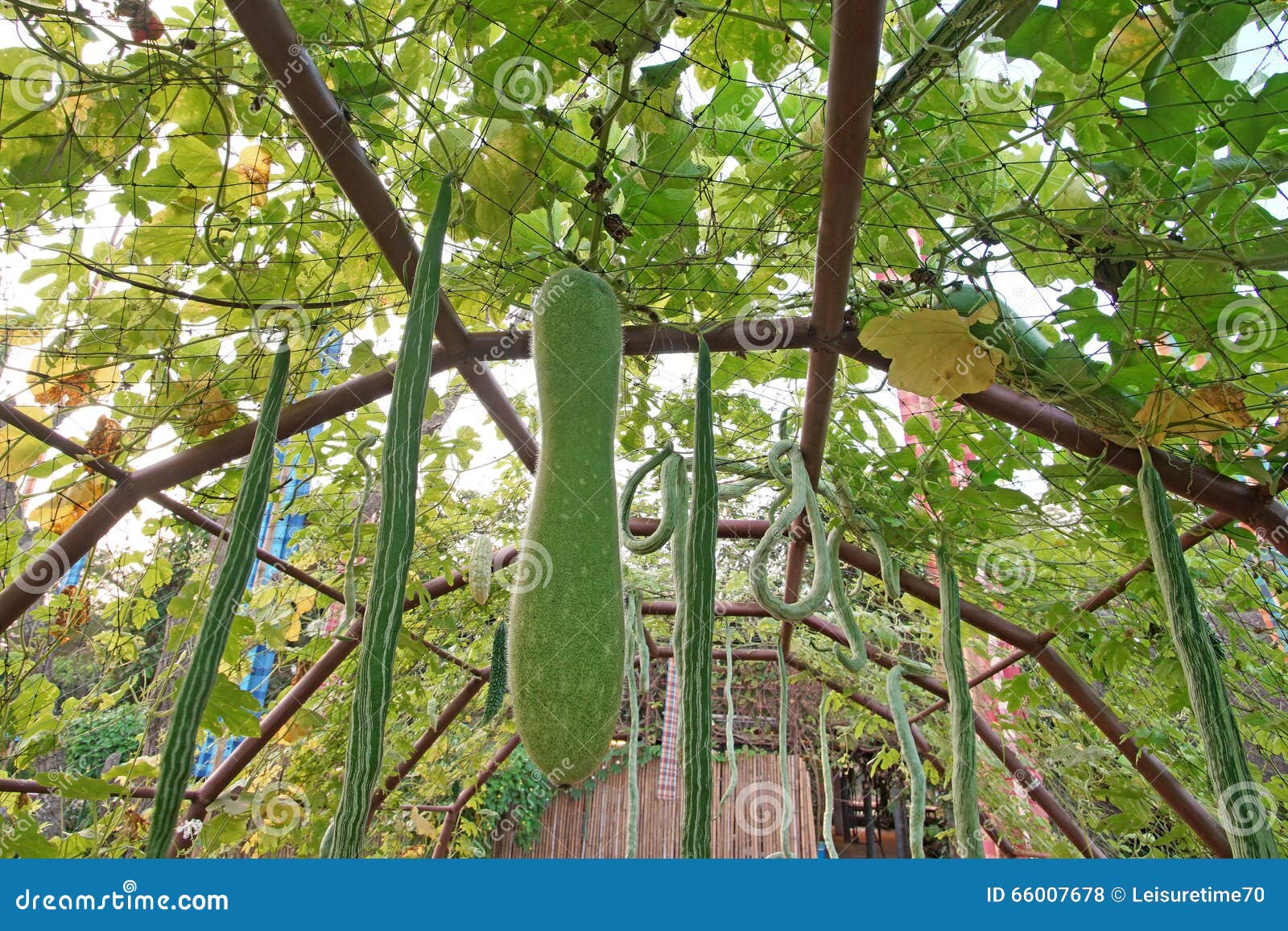 385 Padwal Stock Photos - Free & Royalty-Free Stock Photos from Dreamstime