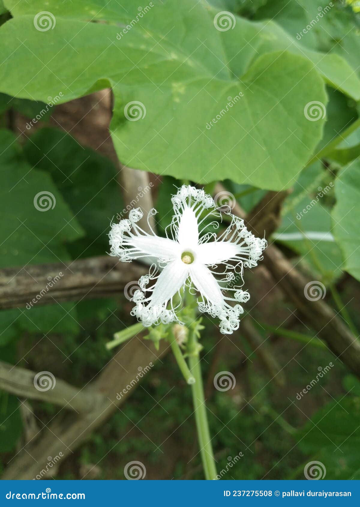 Snake gourd plant flower stock photo. Image of branch - 237275508