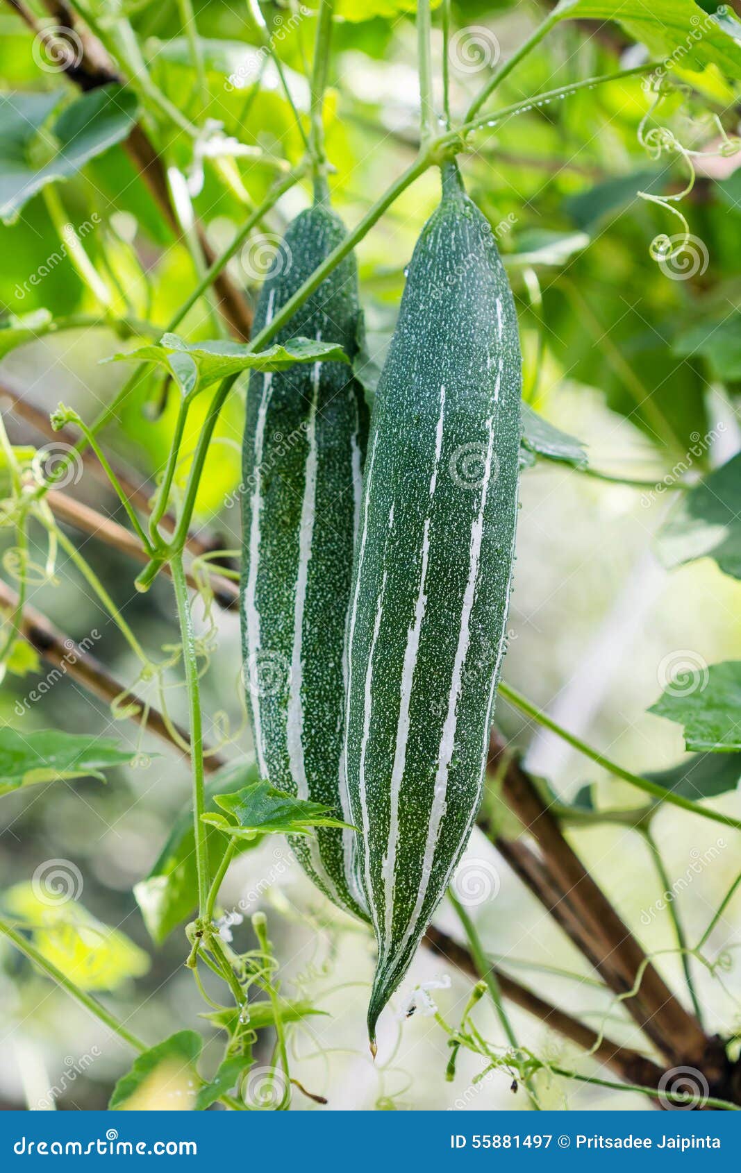 Snake gourds in vegetable stock image. Image of market - 55881497