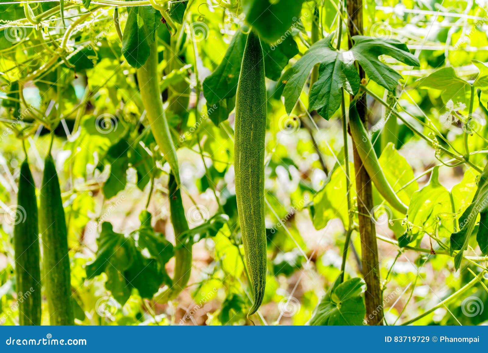 Snake Gourds in Vegetable Garden. Stock Image - Image of harvest ...