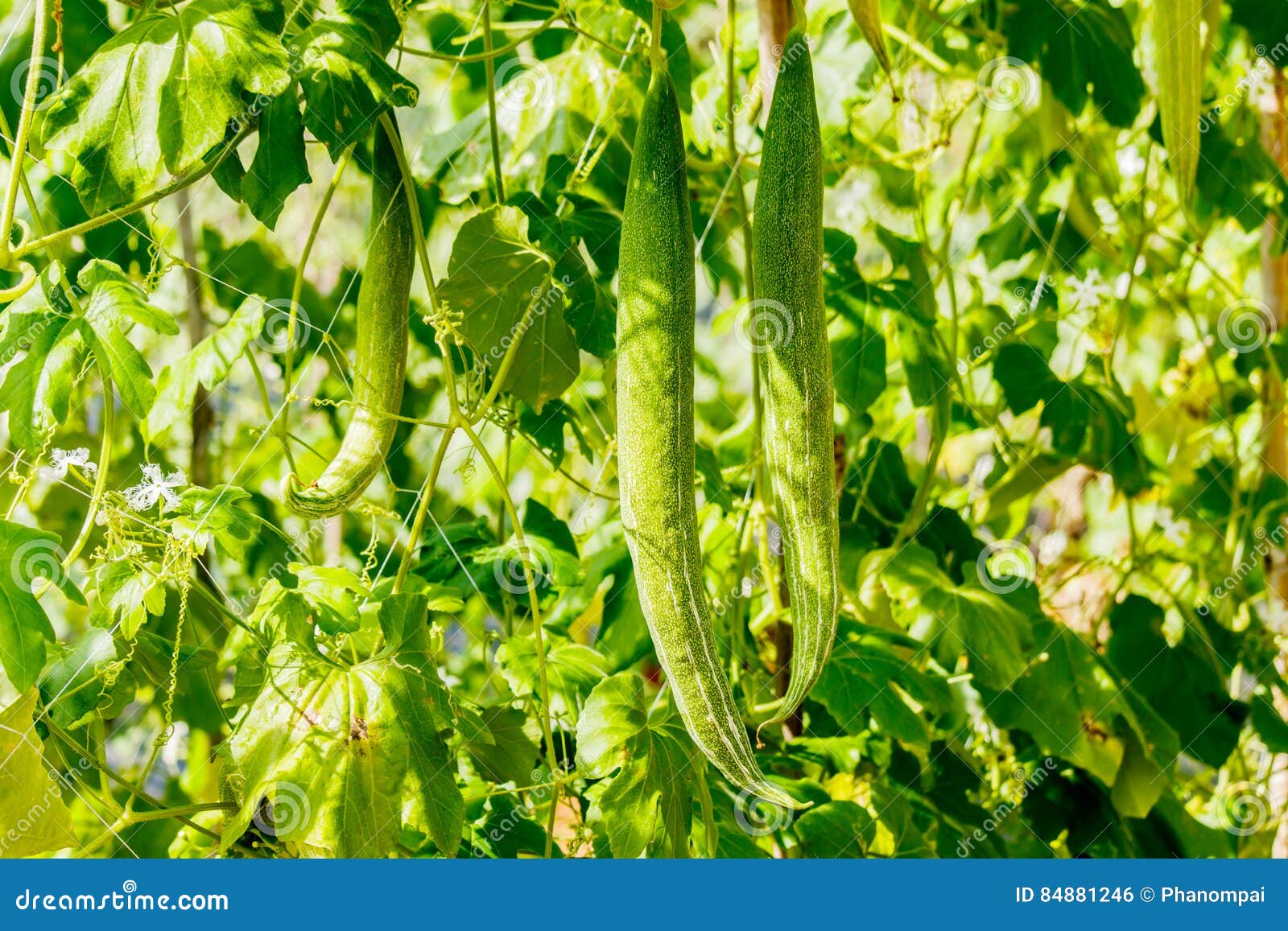 Snake Gourds in Vegetable Garden. Stock Photo - Image of leaves, green ...