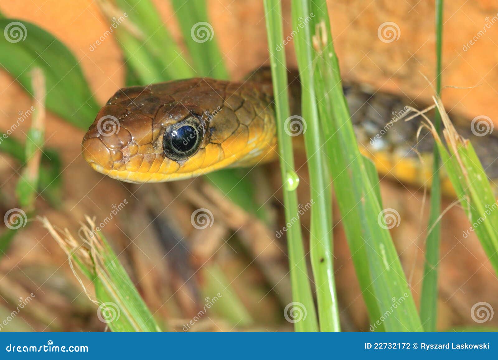 Snake in Gran Sabana, Venezuela Stock Photo - Image of savanna, grass ...