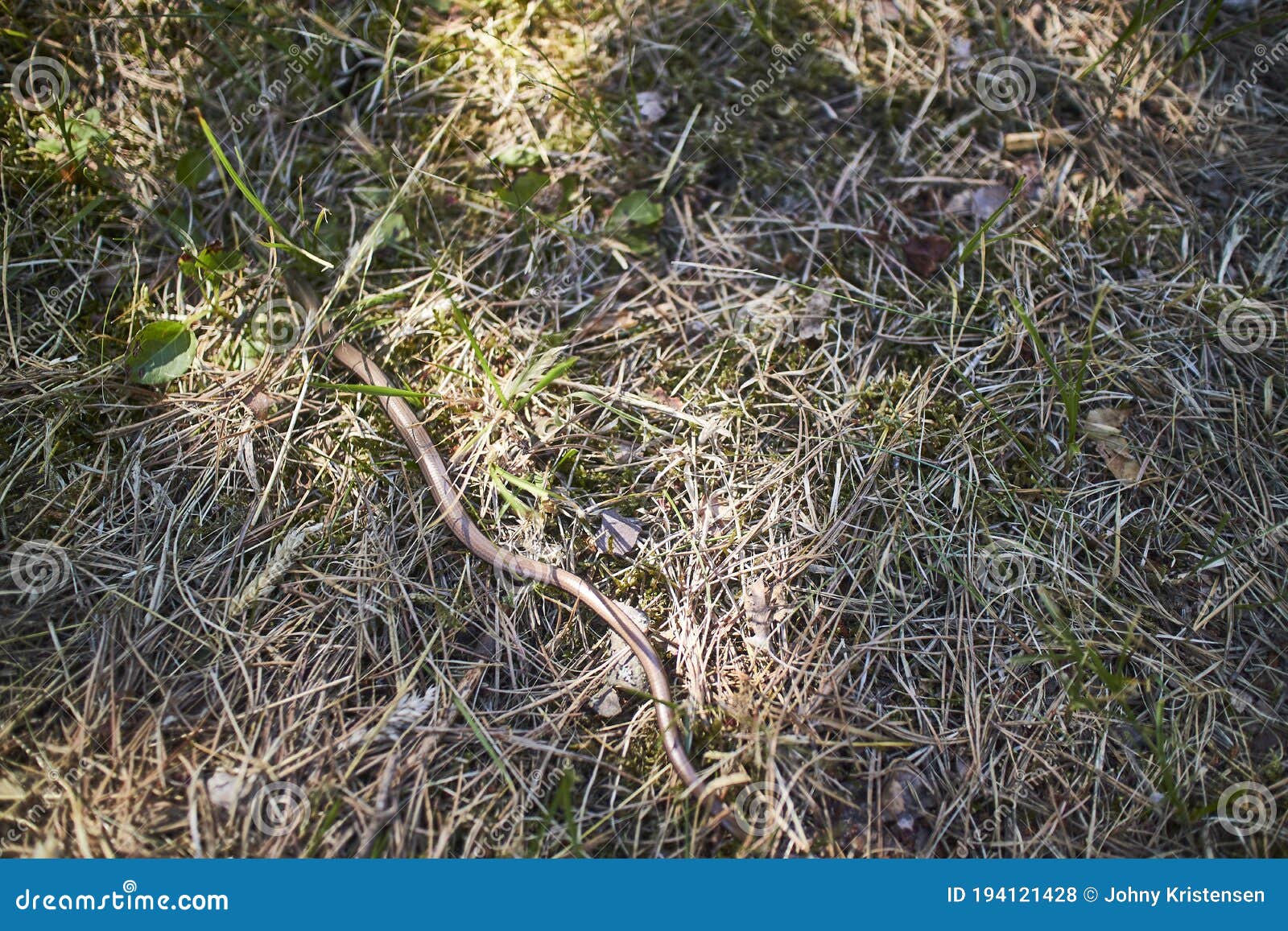 A snake in the grass stock photo. Image of field, lizard - 194121428