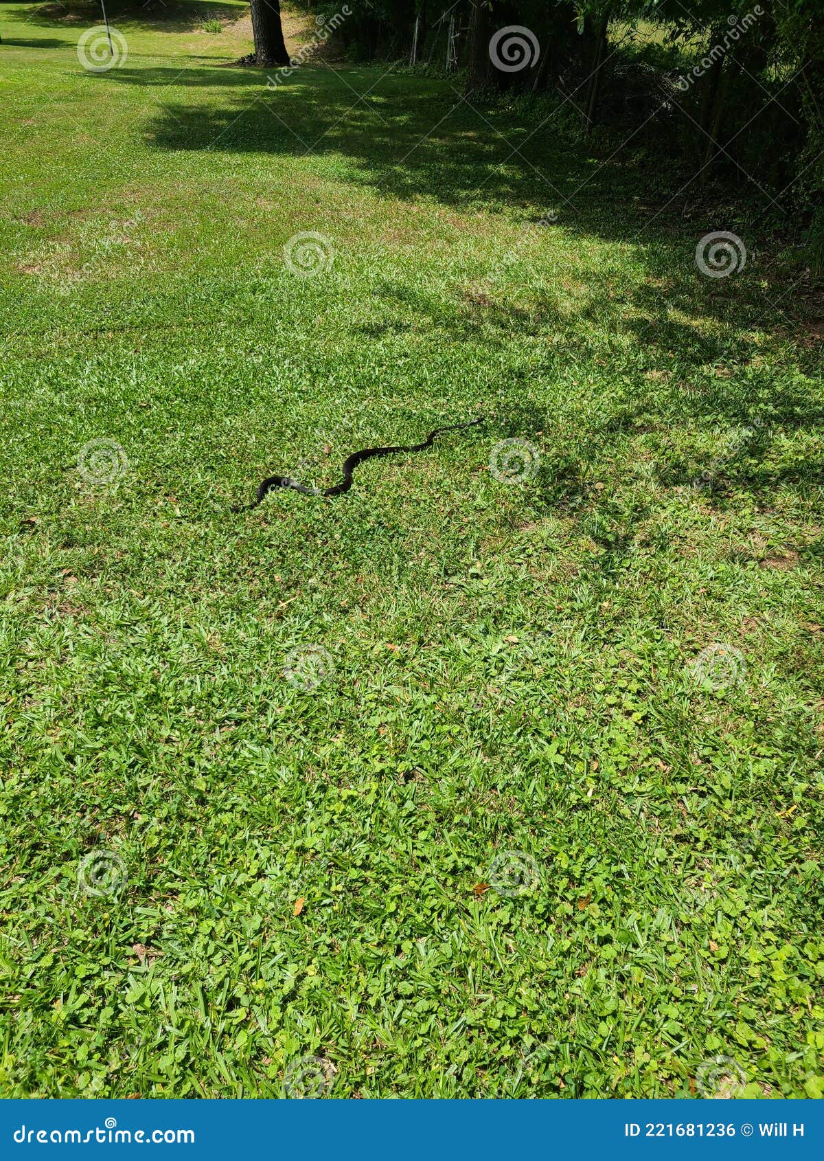 Snake in grass stock photo. Image of shrub, tree, plant - 221681236