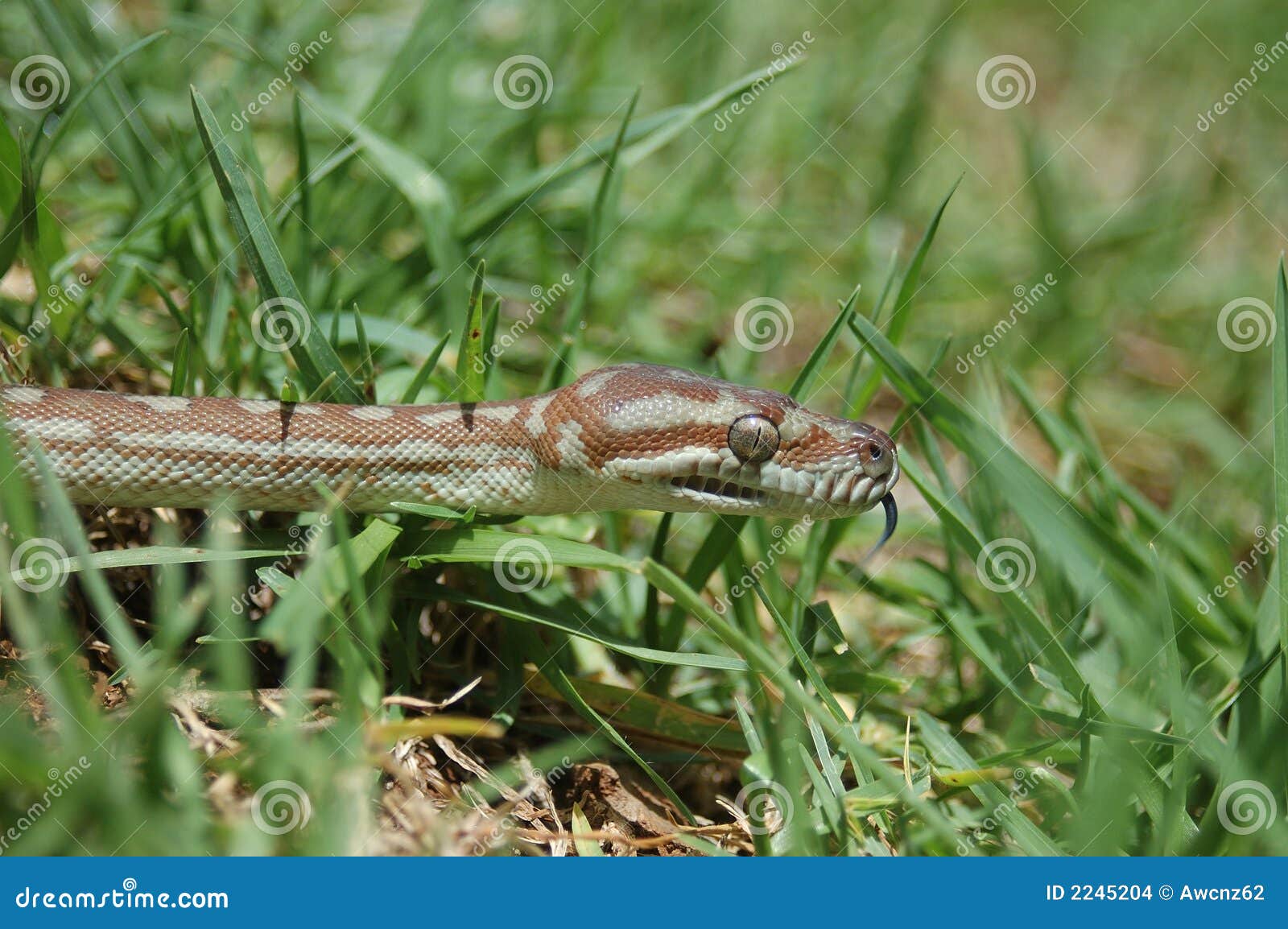 Snake in the grass stock photo. Image of sniffs, diet - 2245204