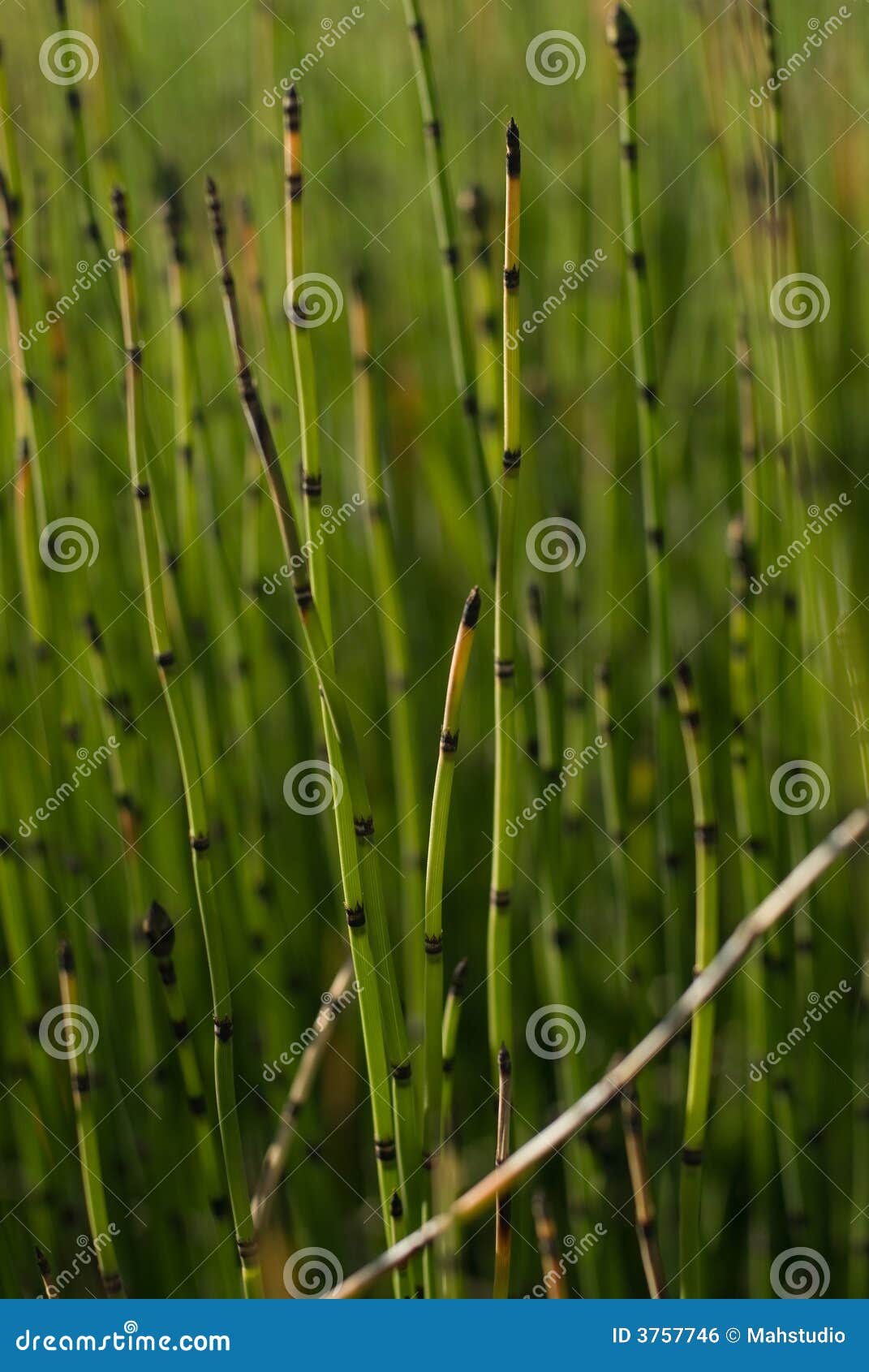 Snake Grass stock photo. Image of green, reeds, tall, equisetum - 3757746