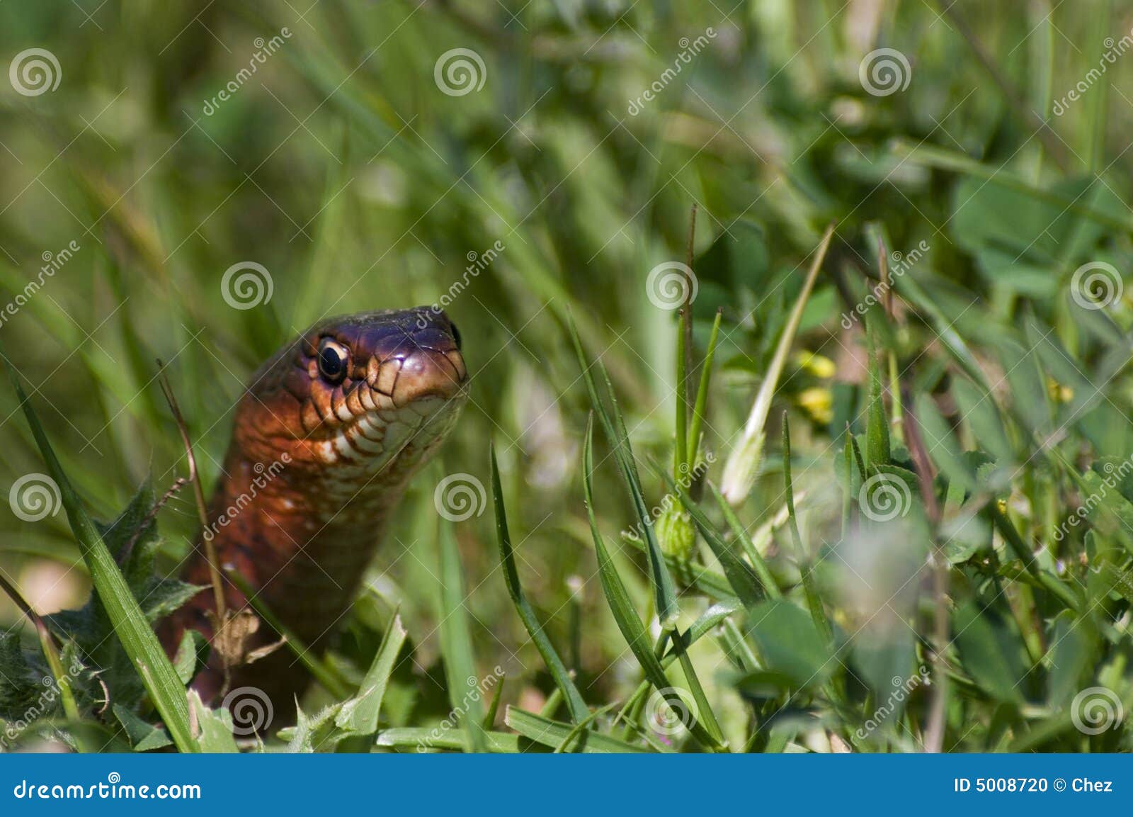 Snake in grass stock photo. Image of scaly, green, snake - 5008720