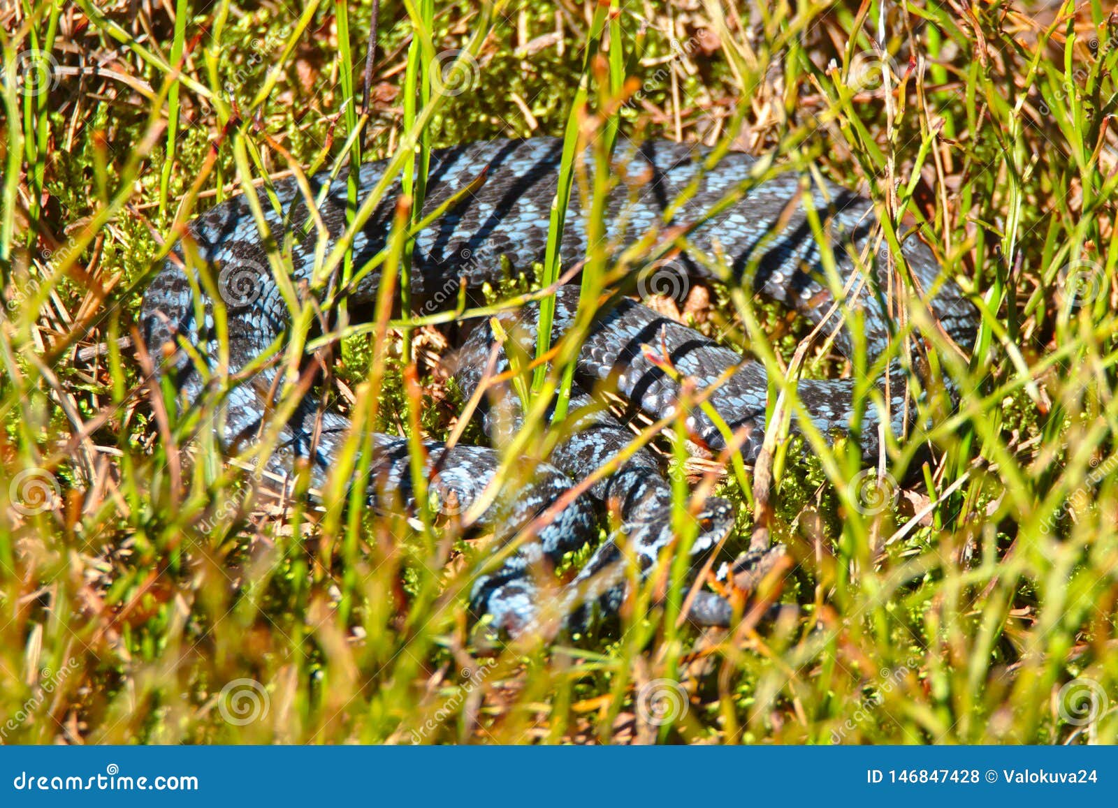 Snake in the grass stock photo. Image of rastik, black - 146847428