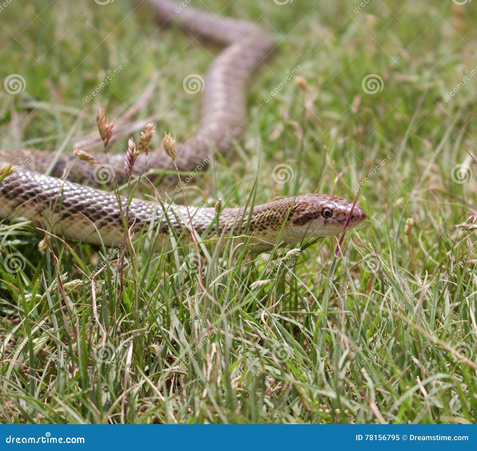 Snake on the grass stock image. Image of head, animal - 78156795