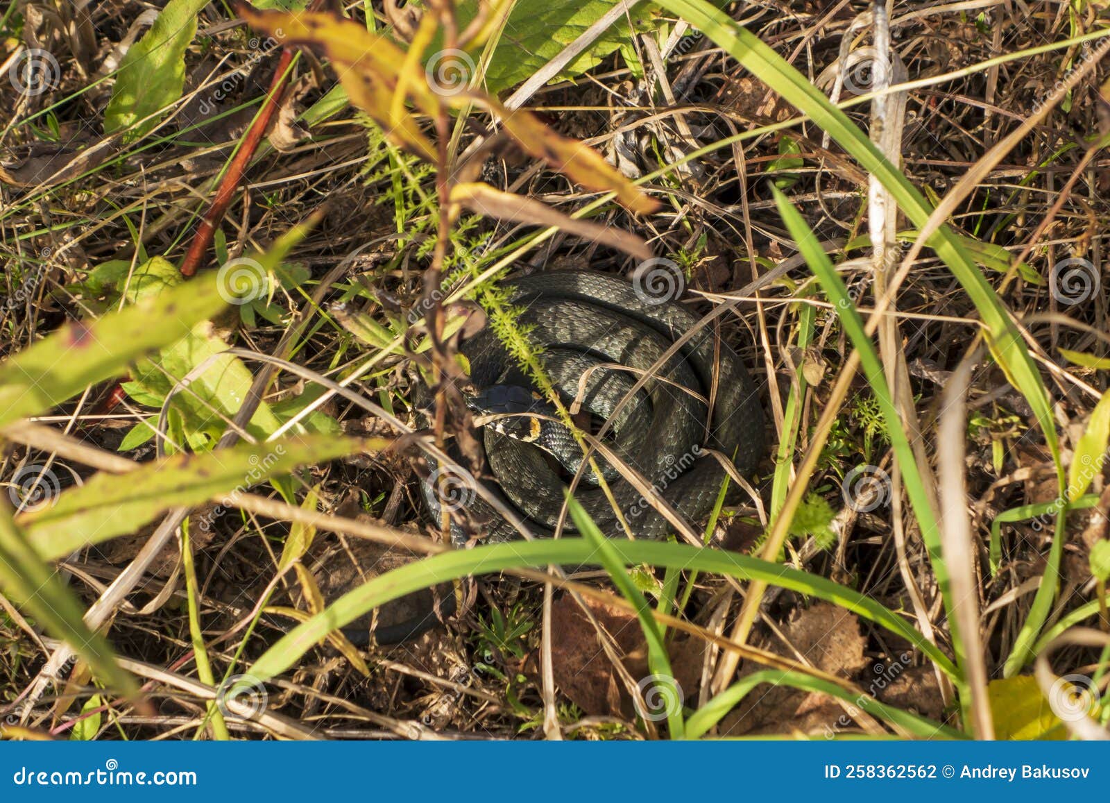 A Snake in the Grass is Basking in the Sun Stock Photo - Image of grass ...