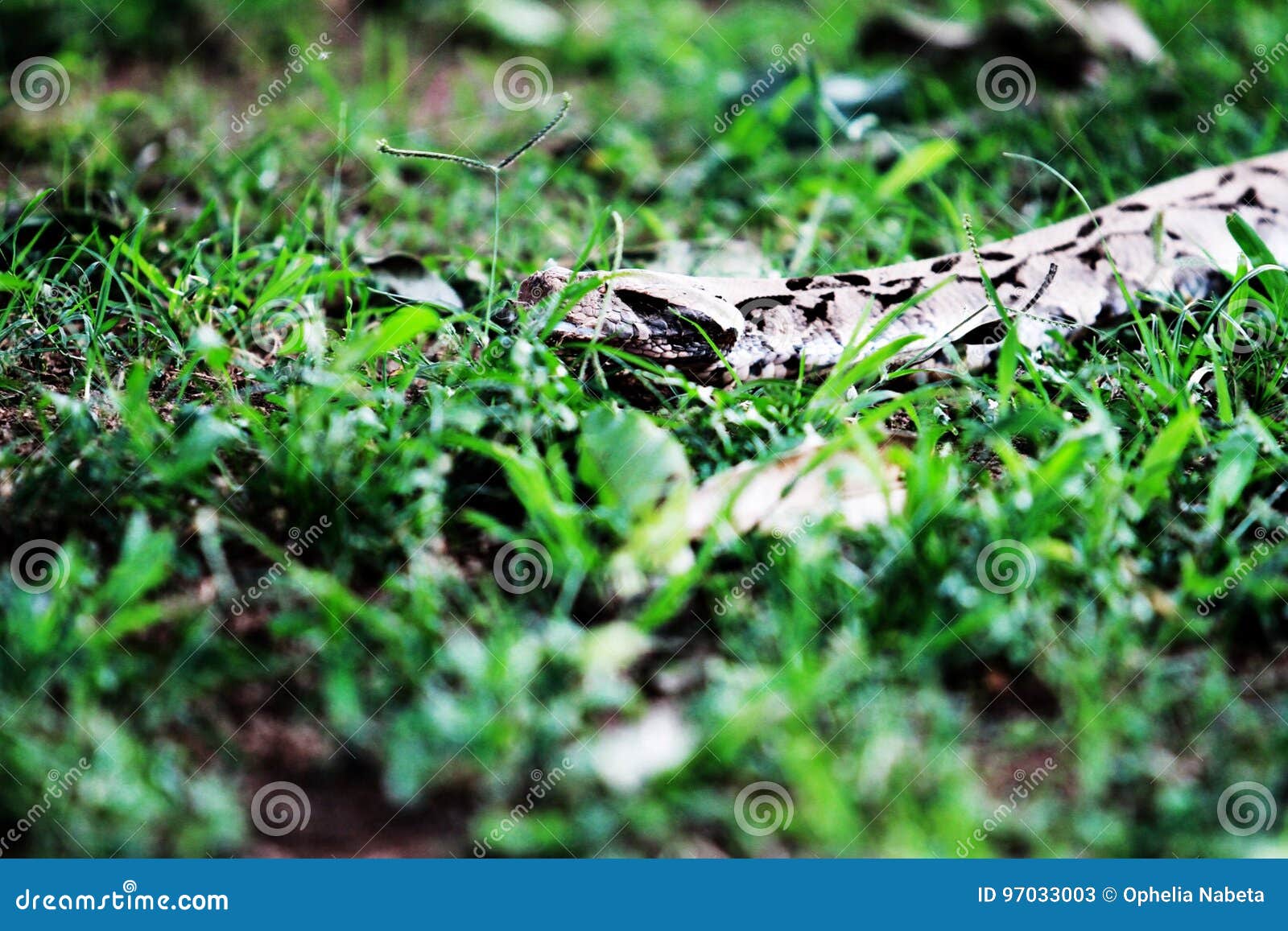 Snake in the grass stock image. Image of water, ecosystem - 97033003