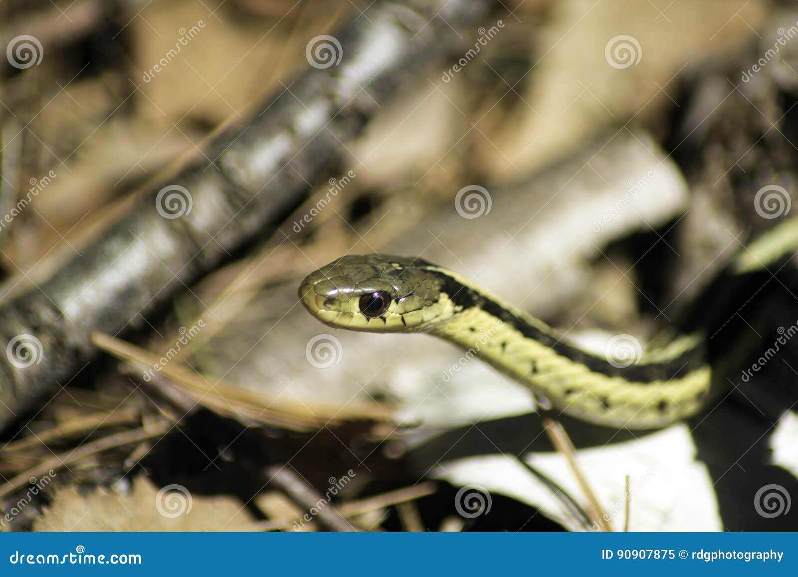 Snake in the Grass stock image. Image of green, garter - 90907875
