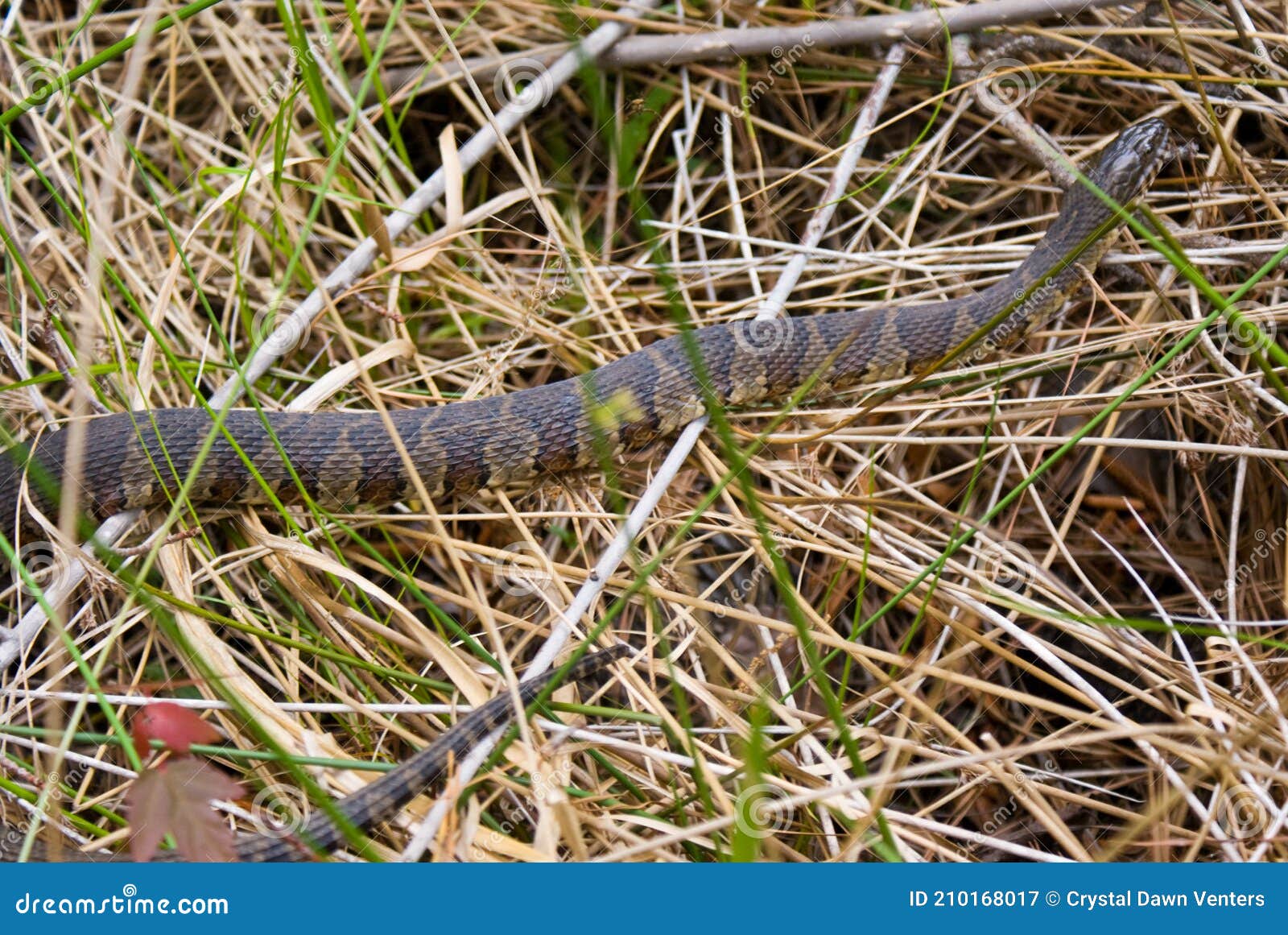 Snake in the Grass stock image. Image of grass, snake - 210168017