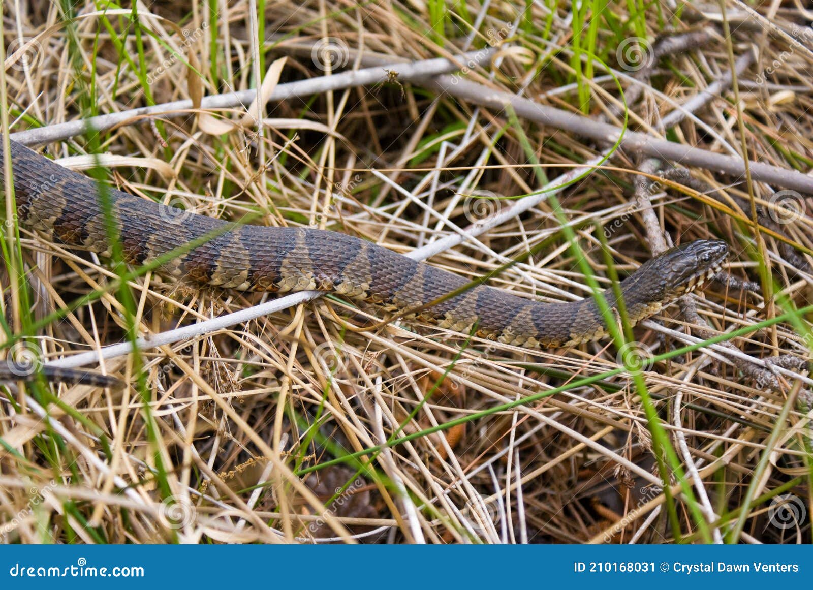 Snake in the Grass stock image. Image of reptile, crawl - 210168031