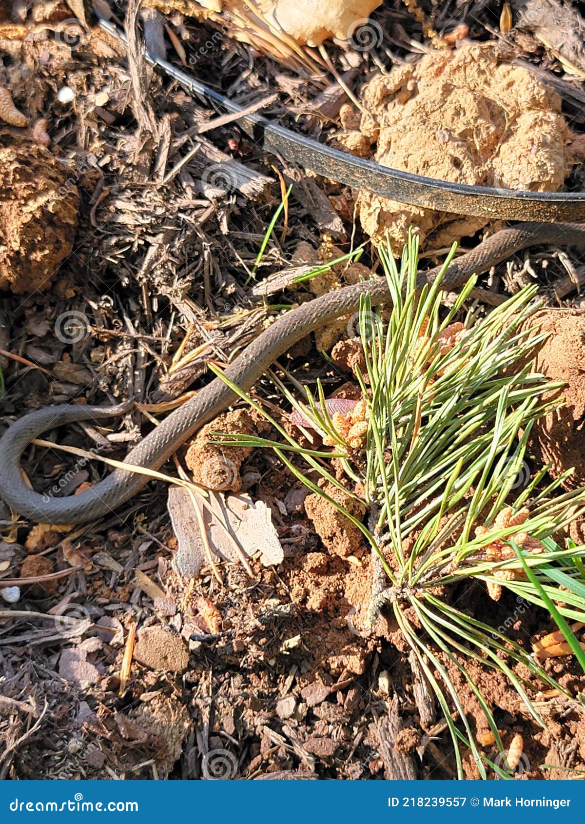 Snake in the grass. Hisss stock image. Image of reptile - 218239557