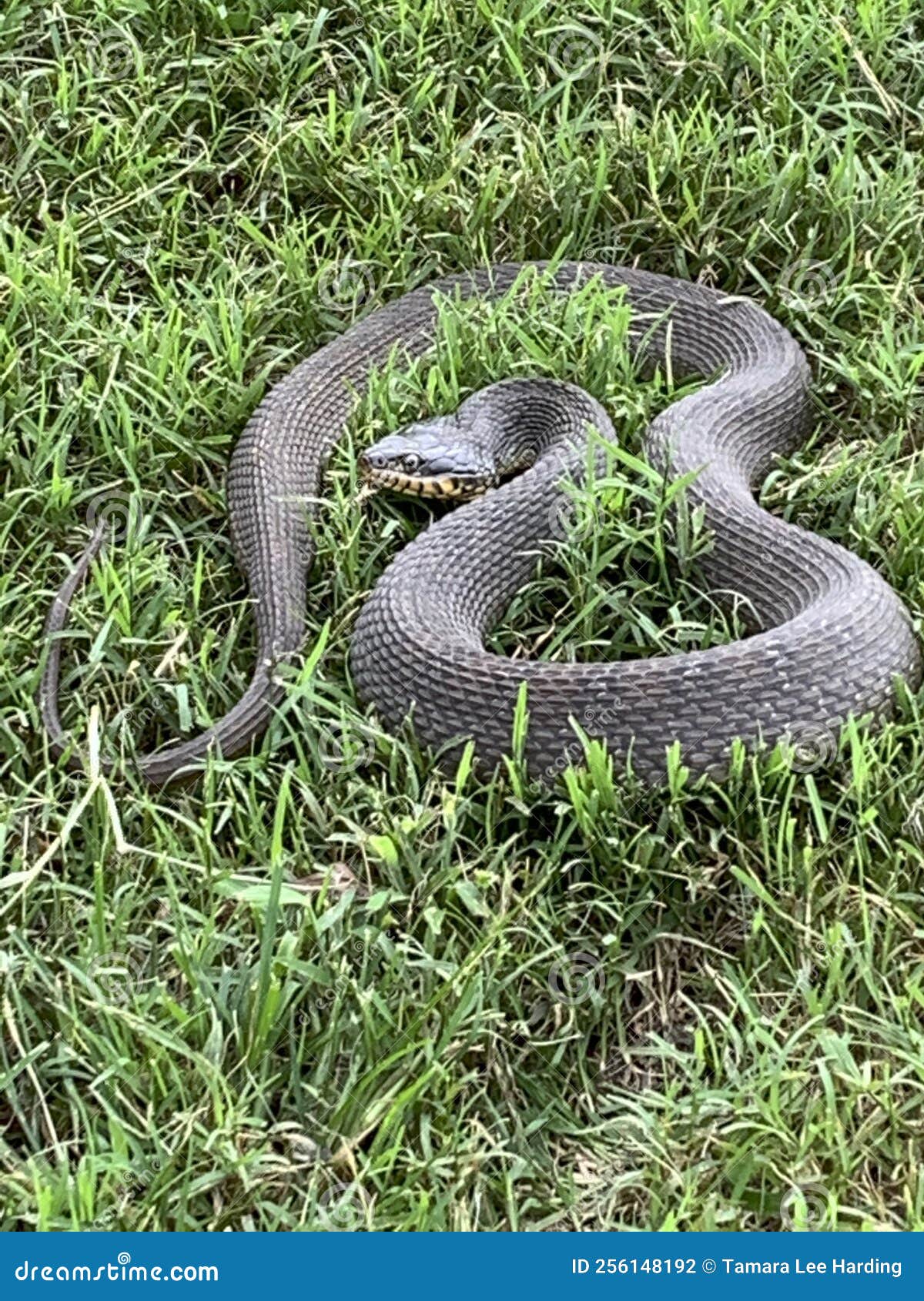 Snake Egg-laying Royalty-Free Stock Photo | CartoonDealer.com #36562491